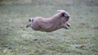 Alfort jumping rabbit: Scientists solve mystery of handstanding rabbit ...