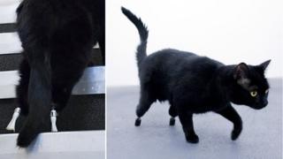 Bionic bodies: The animals with artificial additions - BBC News