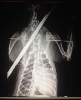 Dave the dog survives being impaled on metal spike - BBC News