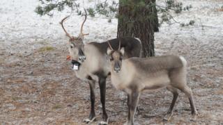 Reindeer hunted by wolverines get safety app - BBC News