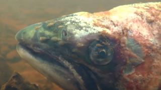Is there a problem with salmon farming? - BBC News