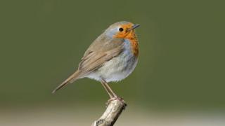 Rare sight of robin in Beijing causes stir and Brexit jokes - BBC News