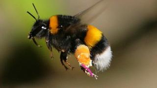 Bumblebees enjoy playing with balls, according to study - BBC Newsround