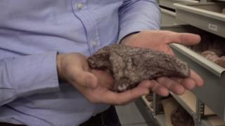 New dinosaur species Ledumahadi Mafube found in South Africa - BBC ...