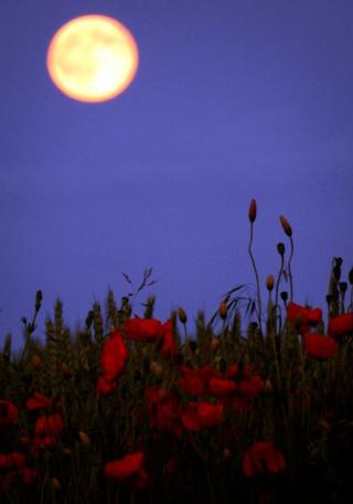 Strawberry moon: Your pictures - BBC News