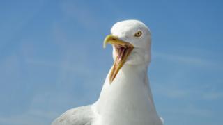Bath: Call for action over gulls after 'vicious' M&S attack - BBC News