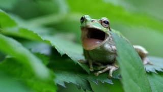 Some frogs emit ultrasonic screams humans can't hear because they're so ...