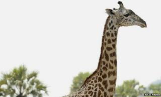 Giraffe genetic secret: Four species of tallest mammal identified - BBC ...