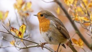 National Robin Day: Top facts about robins - BBC Newsround