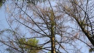 Giant 200-year-old redwood tree cut down 'by mistake' - BBC News