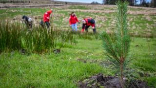 Northern Forest: More than 300,000 benefit from new trees, trust finds ...