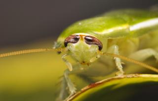 How cockroaches could save lives - BBC News