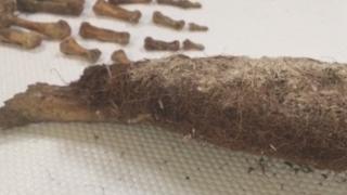 Northumberland Bronze Age skeleton: Whose bones are these? - BBC News