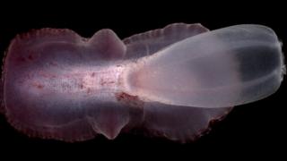 Underwater creatures: 5,000 new species found in the Pacific Ocean ...