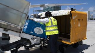 Turtle flown 5,000 miles for new life in Scotland - BBC News