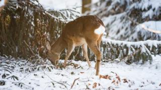 Check out these animals in the snow! - BBC Newsround