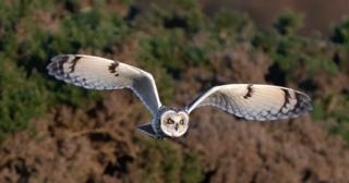 A year of your pictures of Scotland - BBC News