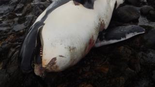 Pollution threatens the future of killer whales - BBC News