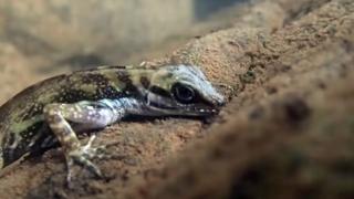 These anole lizards blow bubbles to breathe underwater - CBBC Newsround