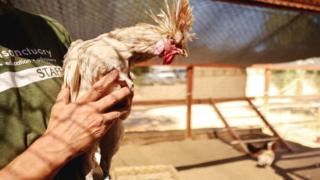 Bird flu: What is it and what's behind the outbreak? - BBC News
