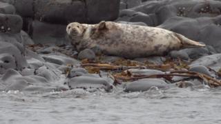 Seal studies reveal secret life - BBC News