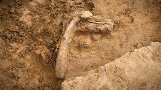 Battle of Waterloo skeletons uncovered in Belgium - BBC News