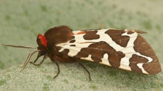 Rosy Maple Moth: The milkshake moth and other winged beauties - BBC ...