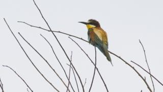Rare bee-eater birds seen at Nottinghamshire sand quarry - BBC News