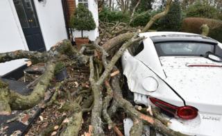 Storm Eunice: Huge 400-year-old oak tree falls on to house - BBC News