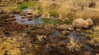 Climate change: National Trust joins international call for peat ...