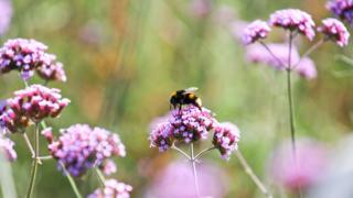 What is Rewilding? - BBC Newsround