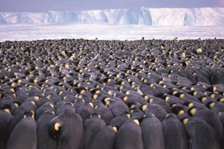 Documenting emperor penguins in Antarctica - BBC News