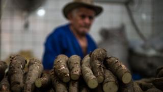 Qué es la yuca amarga que vinculan con varias muertes en Venezuela y ...