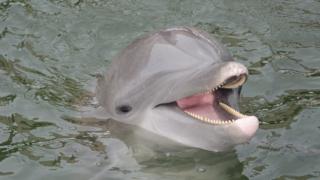 Dolphins 'shout' to get heard over noise pollution - BBC News