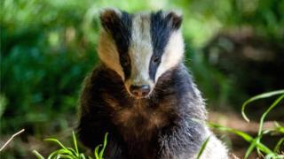 What is Rewilding? - BBC Newsround