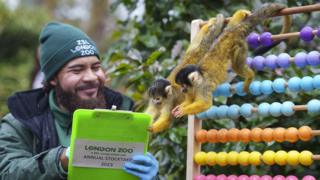 Check out these pics from the annual London Zoo stocktake 2023! - BBC ...