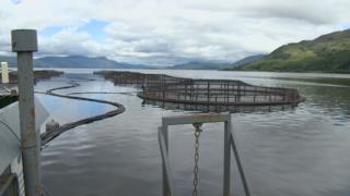 Is there a problem with salmon farming? - BBC News