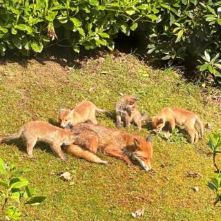 Your pictures of Scotland: 6 -13 May - BBC News