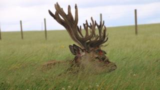 Your pictures of Scotland: 5-12 August - BBC News