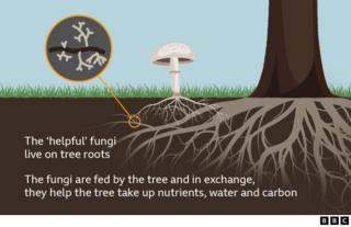 Friendly fungi help forests fight climate change - BBC News