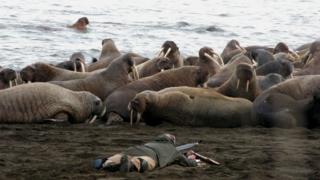 Historic walrus database goes live, 160 years in the making - BBC News