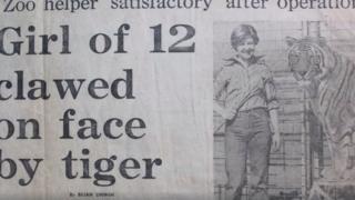 Zoo attacks and the people who survive them - BBC News