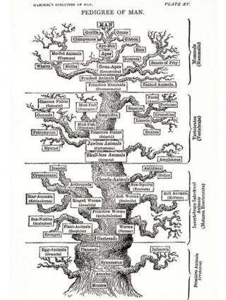 Lucy y Ardi, los fósiles que cambiaron la historia de la humanidad ...