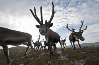 The reindeer that call Scotland's Cairngorms home - BBC News