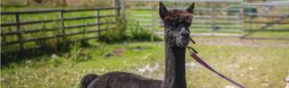 Geronimo the alpaca killed as legal row ends - BBC News