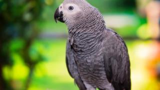 Parrots for sale: The internet's role in illicit trade - BBC News