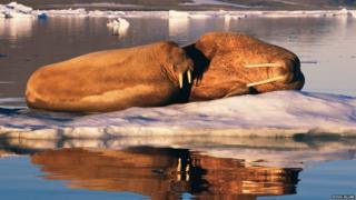 Doug Allan: A life capturing the natural world on camera - BBC News