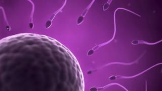 Mutant sperm-factories spread in testes - BBC News