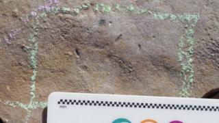 Fossil worm shows us our evolutionary beginnings - BBC News