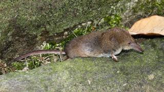 Climate change: Animals shapeshifting to stay cool, study says - BBC News